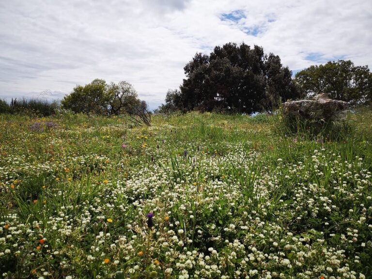 "I fiori di primavera": alla scoperta della biodiversità del parco ...